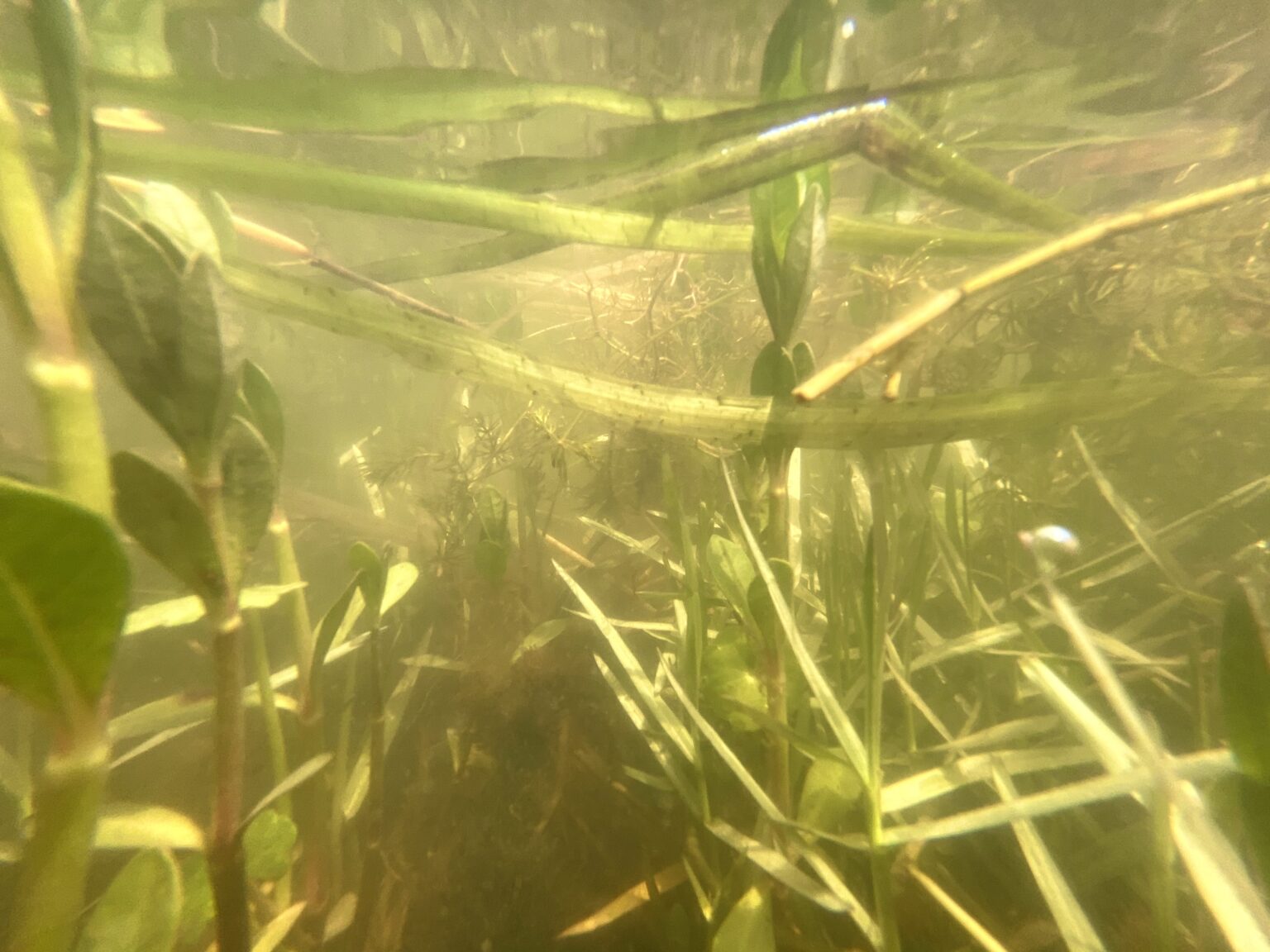 Time to treat: consider your treatment options for control of pond ...