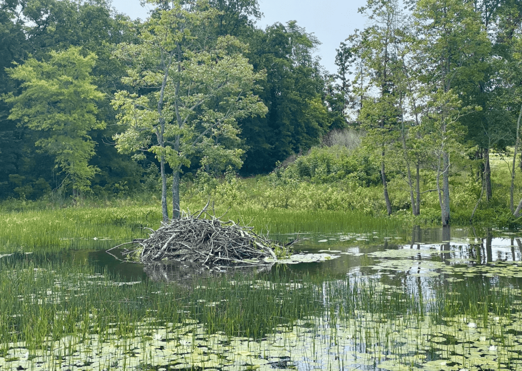 Leave it to Beaver? Not when it comes to your lake | Lochow Ranch Pond ...
